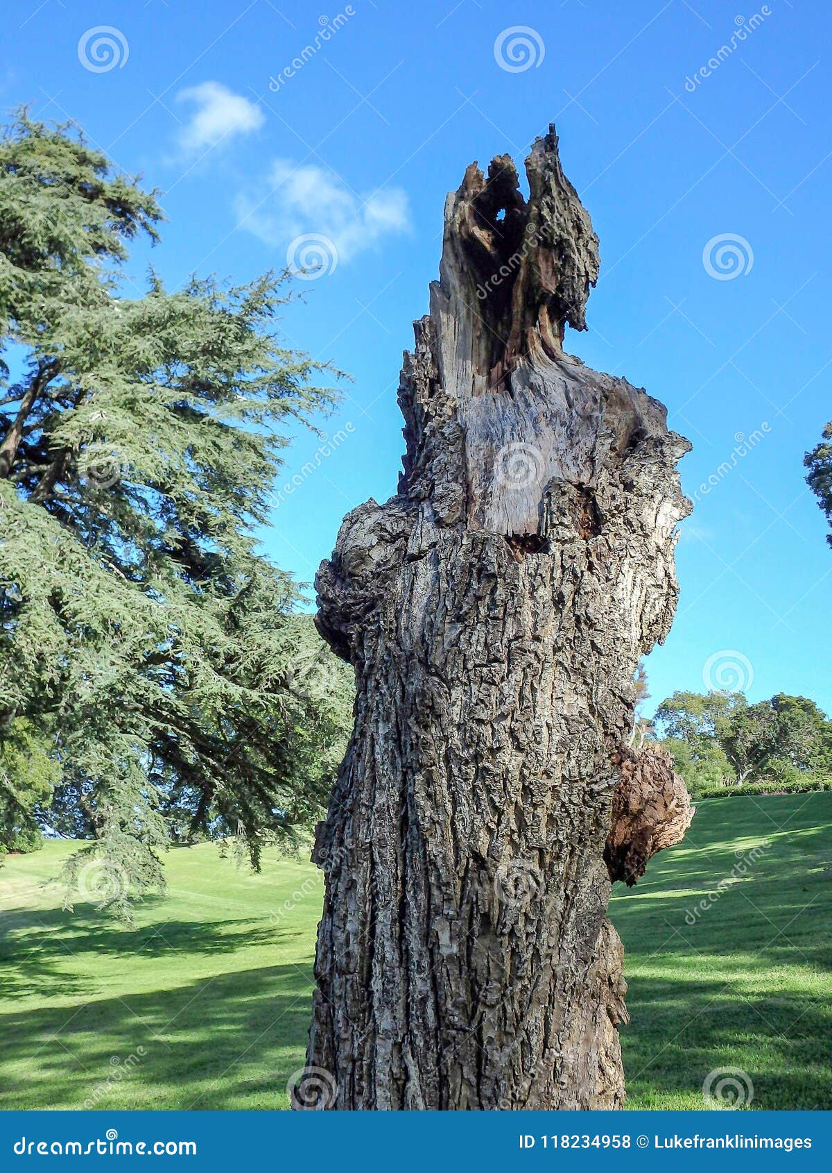 Bare tree trunk stock photo. Image of stunted, fragility - 118234958