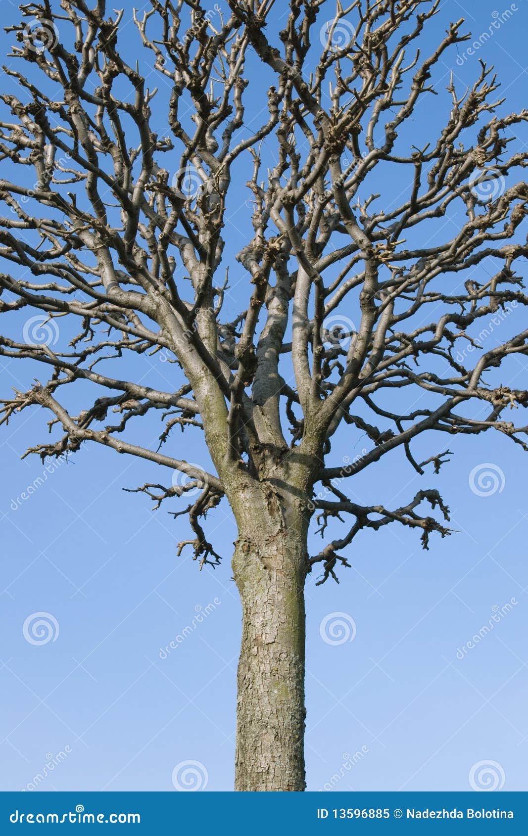 Bare tree stock image. Image of leafless, clear, bobbed - 13596885