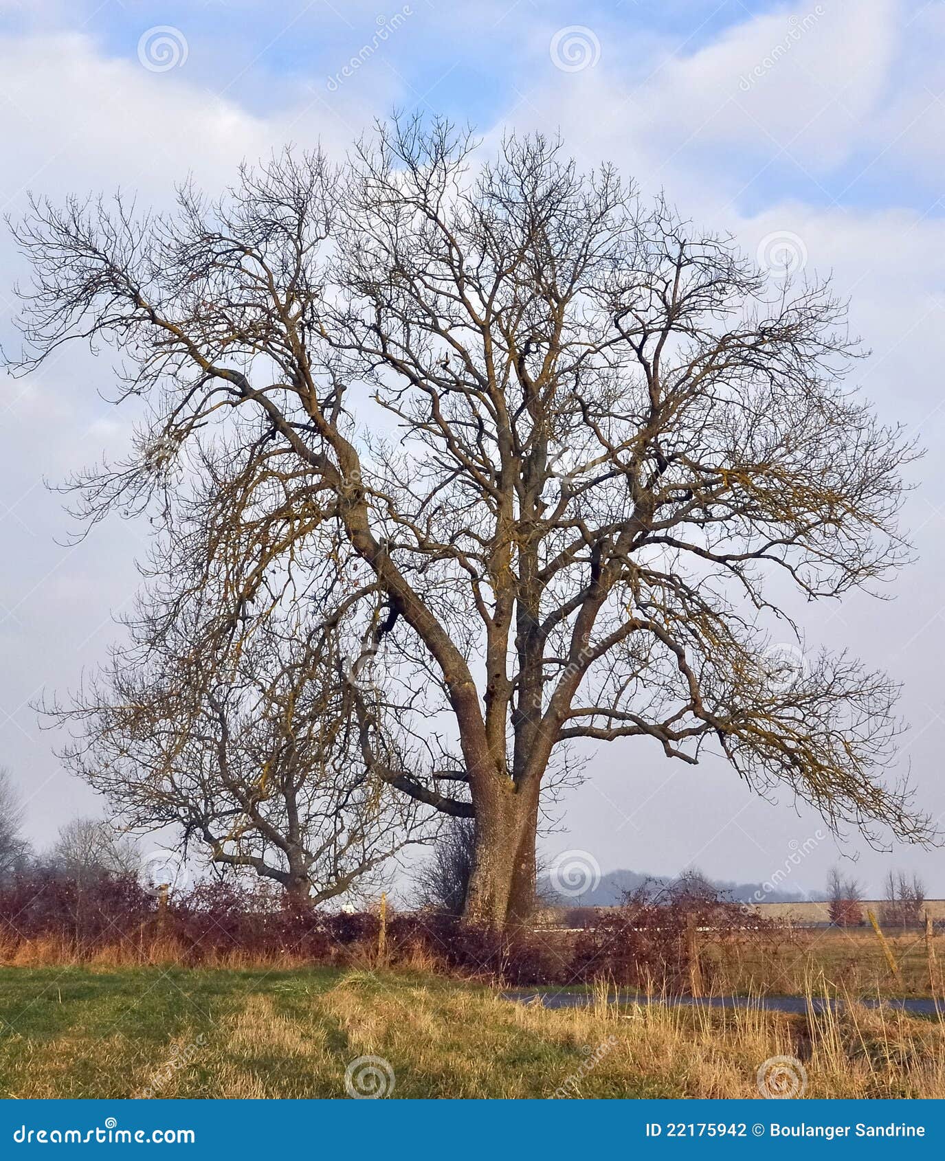 Bare tree stock photo. Image of tree, large, unusual - 22175942
