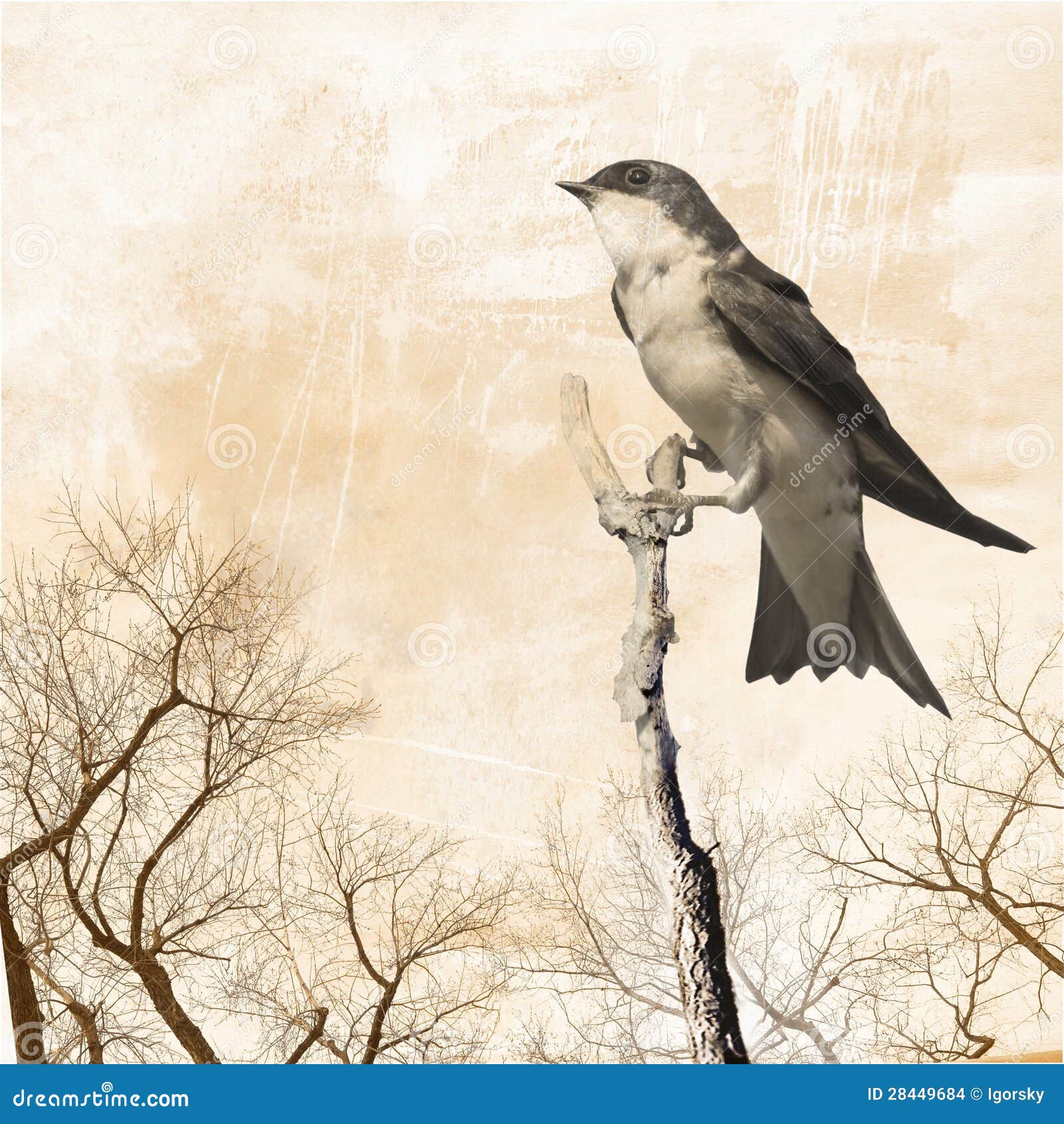 Bare Tree Silhouette With Tall Trunk And Branched Top As Misty Forest ...