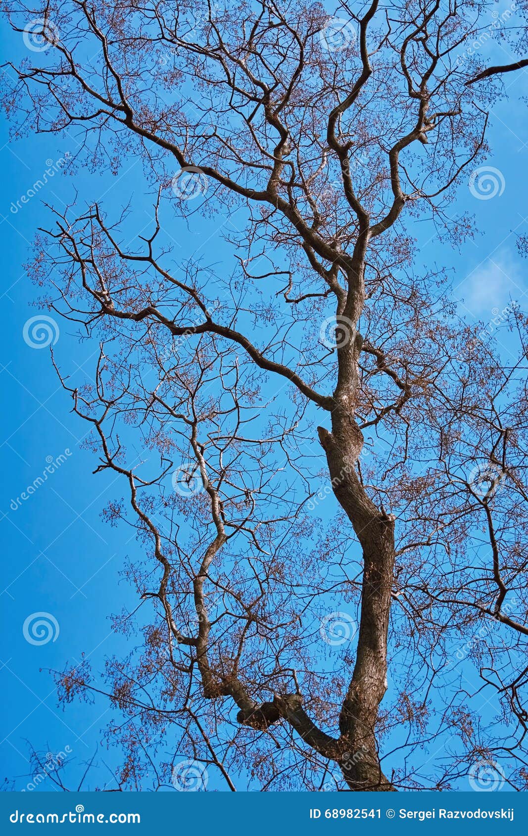 Bare Tree against Sky stock image. Image of outdoor, tree - 68982541
