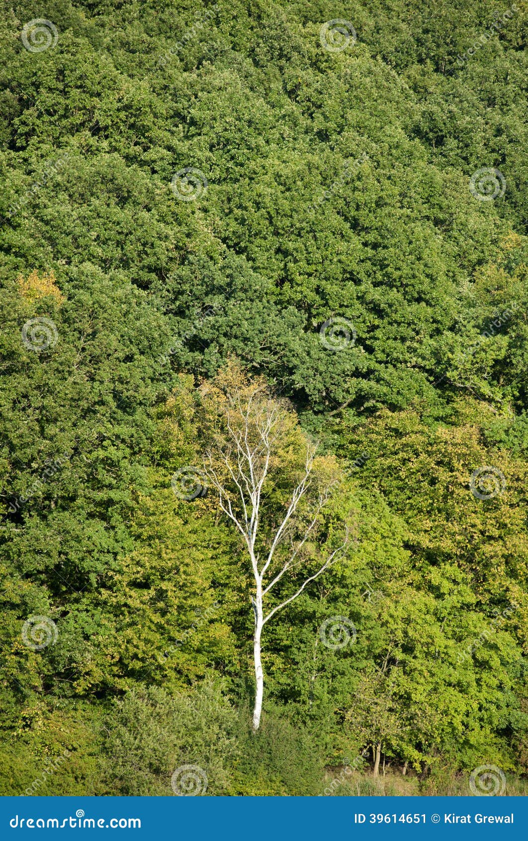 A Bare Tree Amidst Greenery Stock Image - Image of environment, germany ...