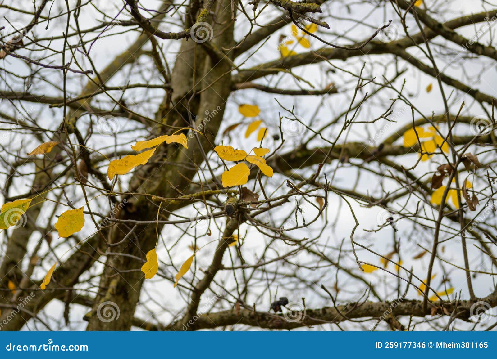 Bare Tree in Autumn with a Few Leaves Stock Photo - Image of season ...