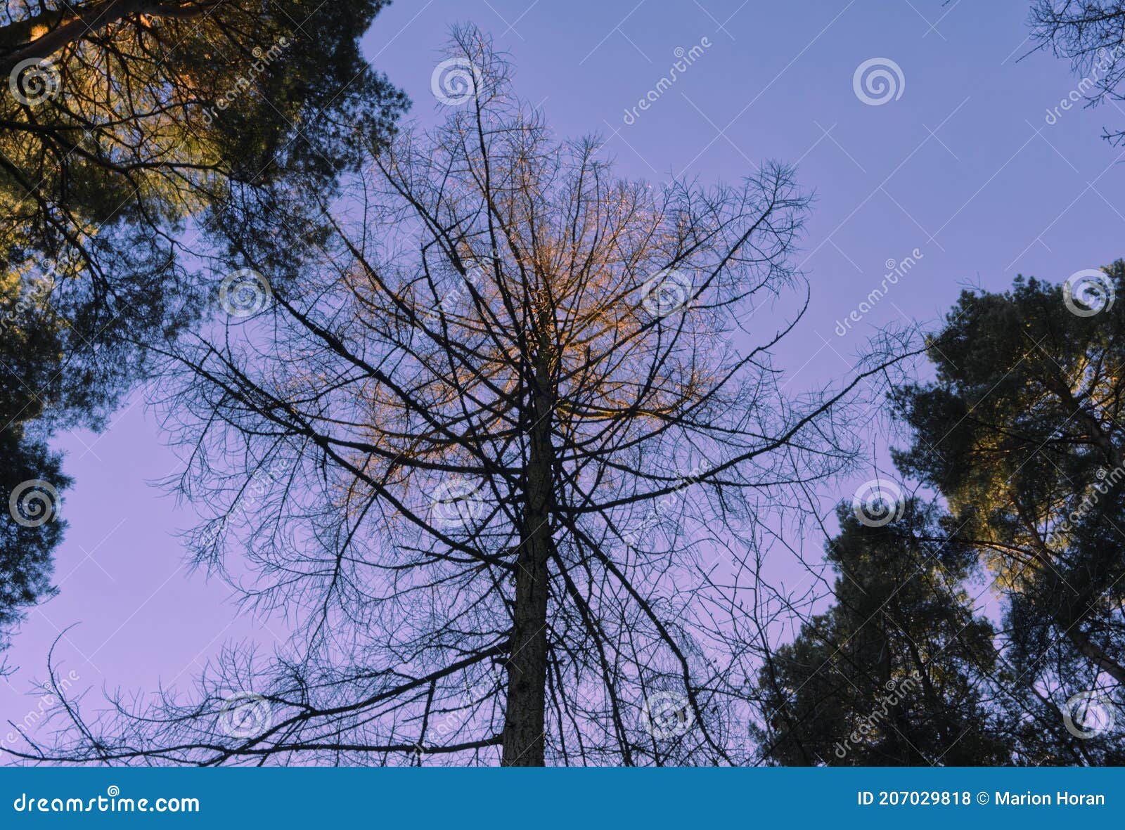 Tree in the evening light stock photo. Image of winter - 207029818