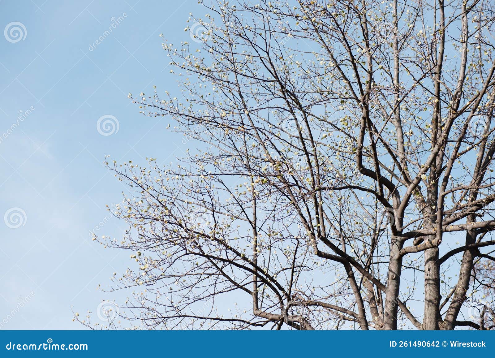 Bare Tree with a Blue Sky Background Stock Photo - Image of sunny, blue ...