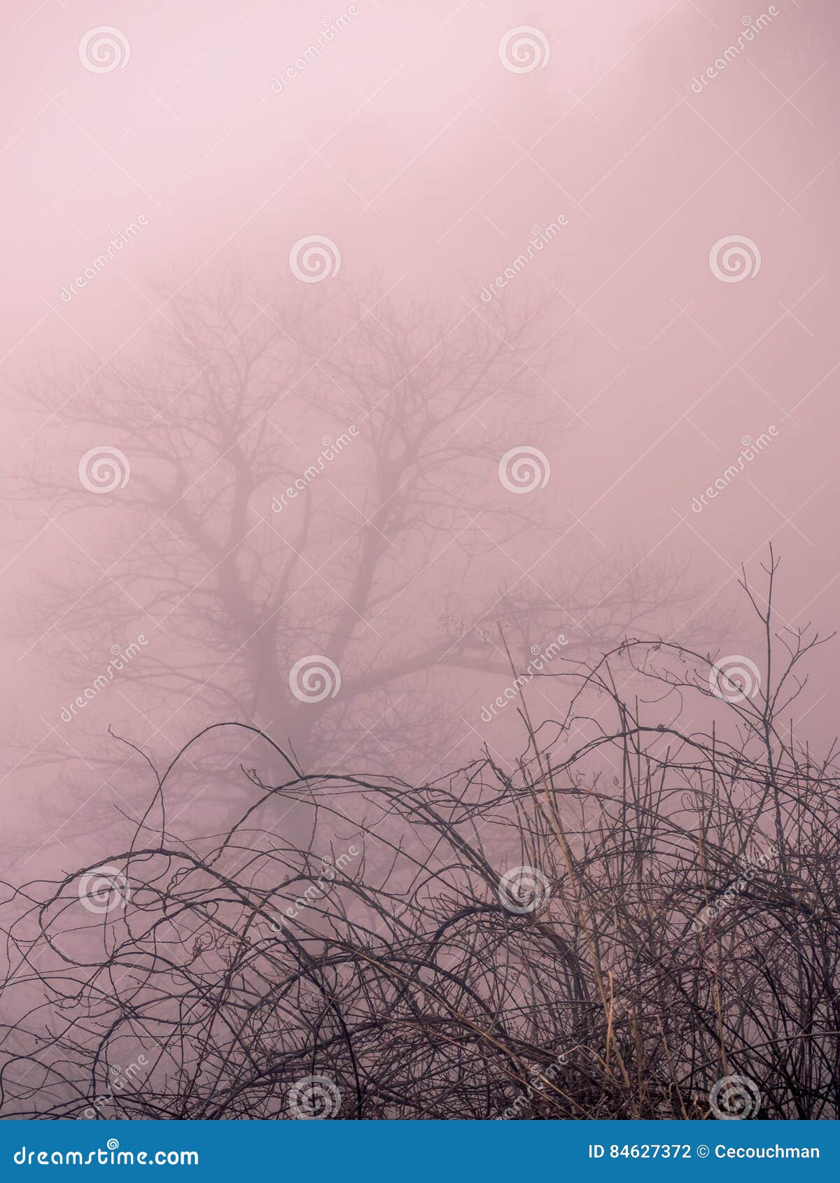 Bare Tree and Brambles in Fog Stock Photo - Image of overcast, light ...