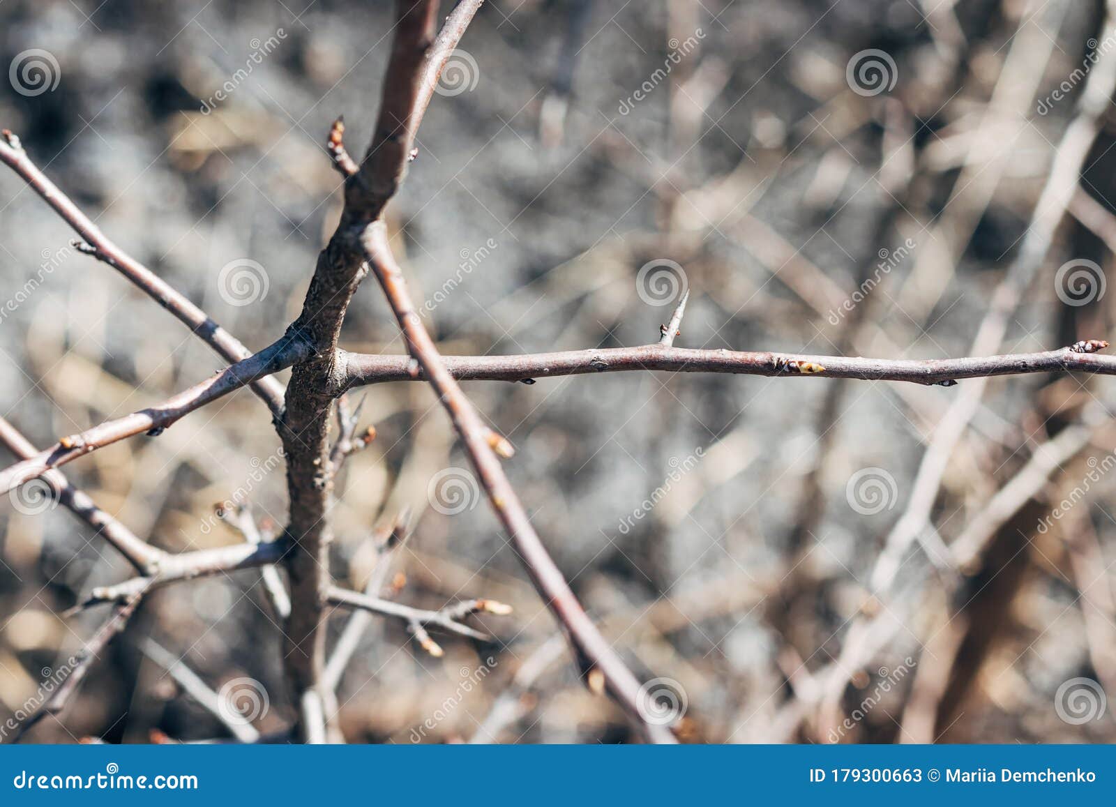 Bare Tree Branch Closeup Against a Blurred Background from Other ...