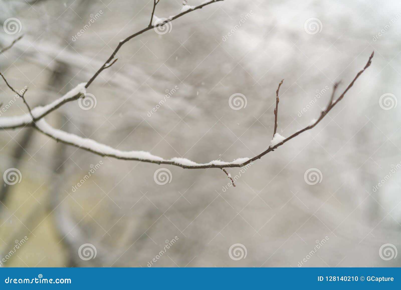 Bare Tree Branch Covered with Snow in Winter Stock Photo - Image of ...