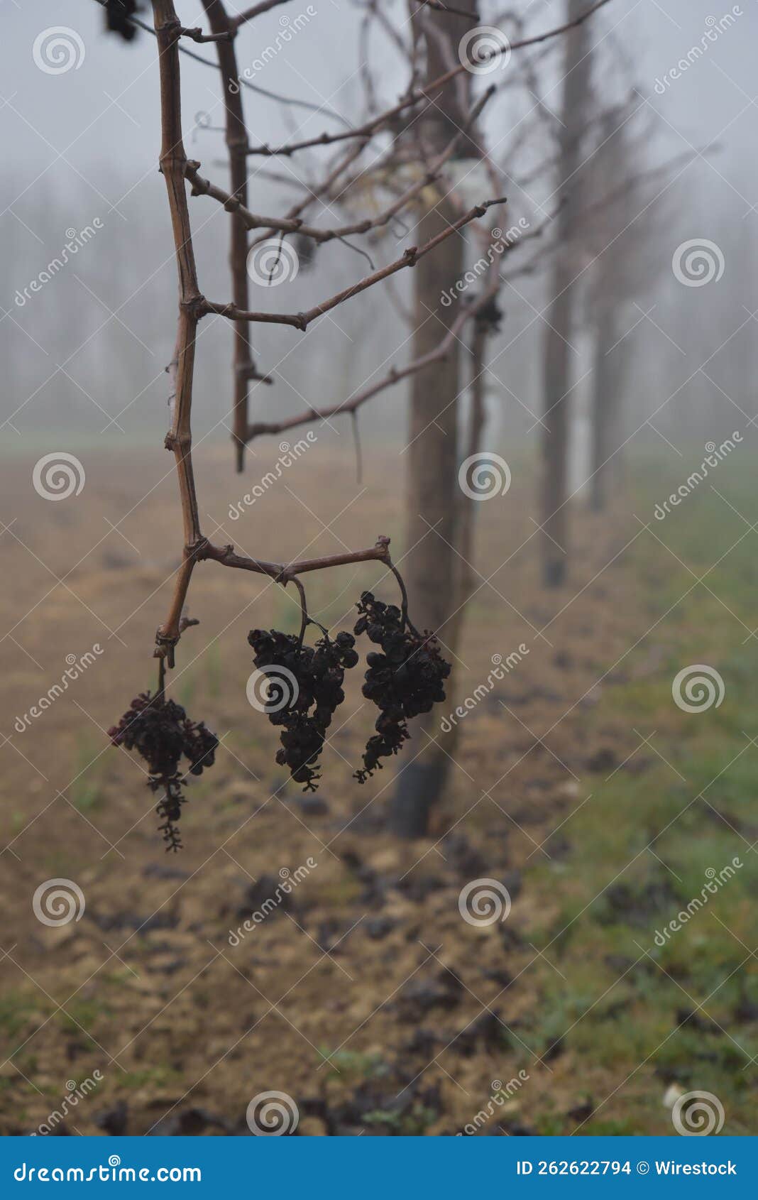 Bare Tree Branch on the Field Covered with Fog Stock Photo - Image of ...