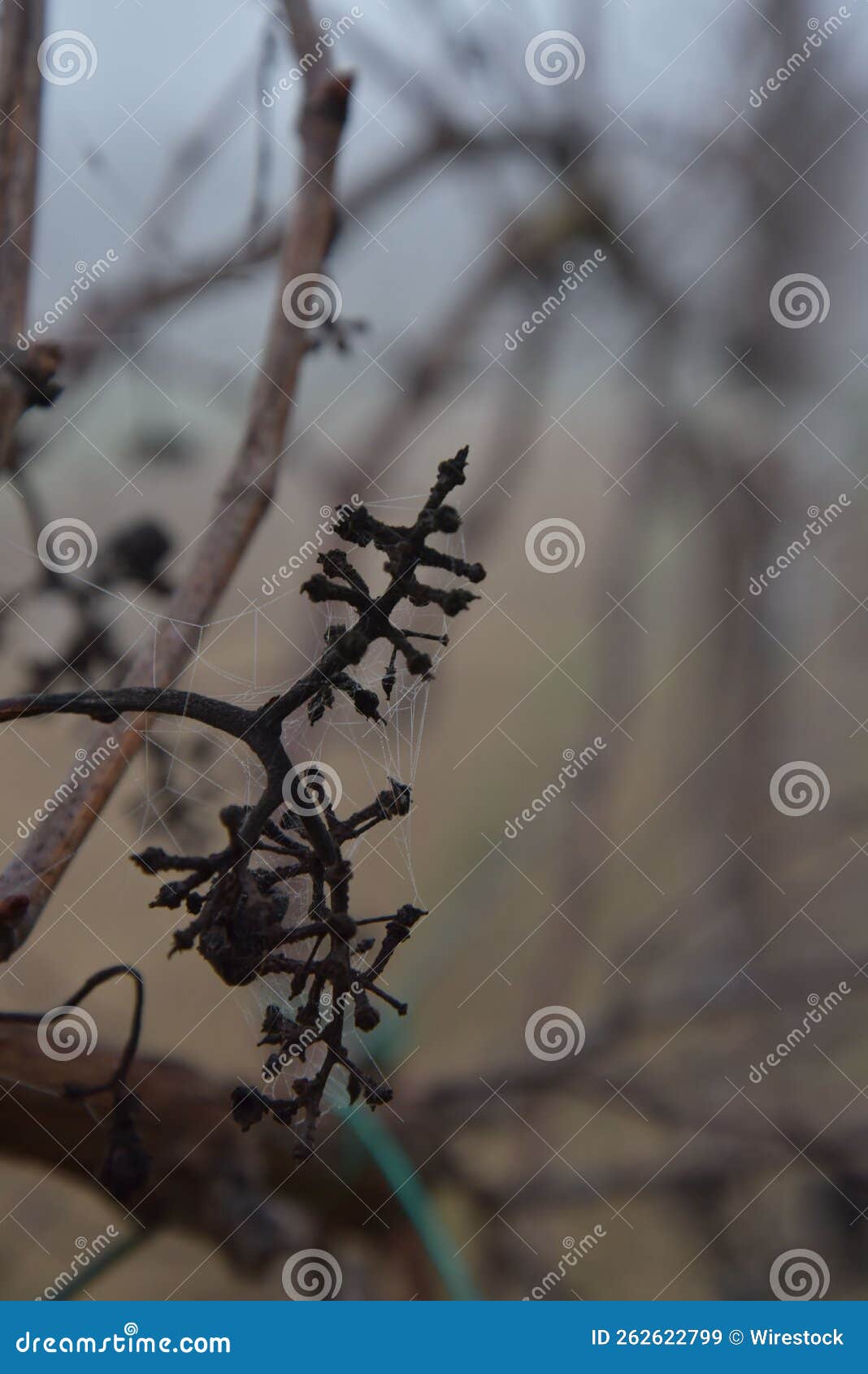 Bare Tree Branch on the Field Covered with Fog Stock Image - Image of ...