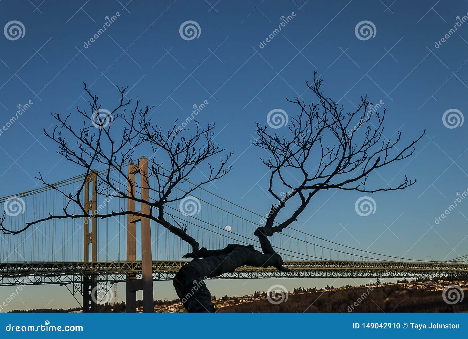 Bare Tree Branch in Front of a Suspension Bridge Stock Photo - Image of ...