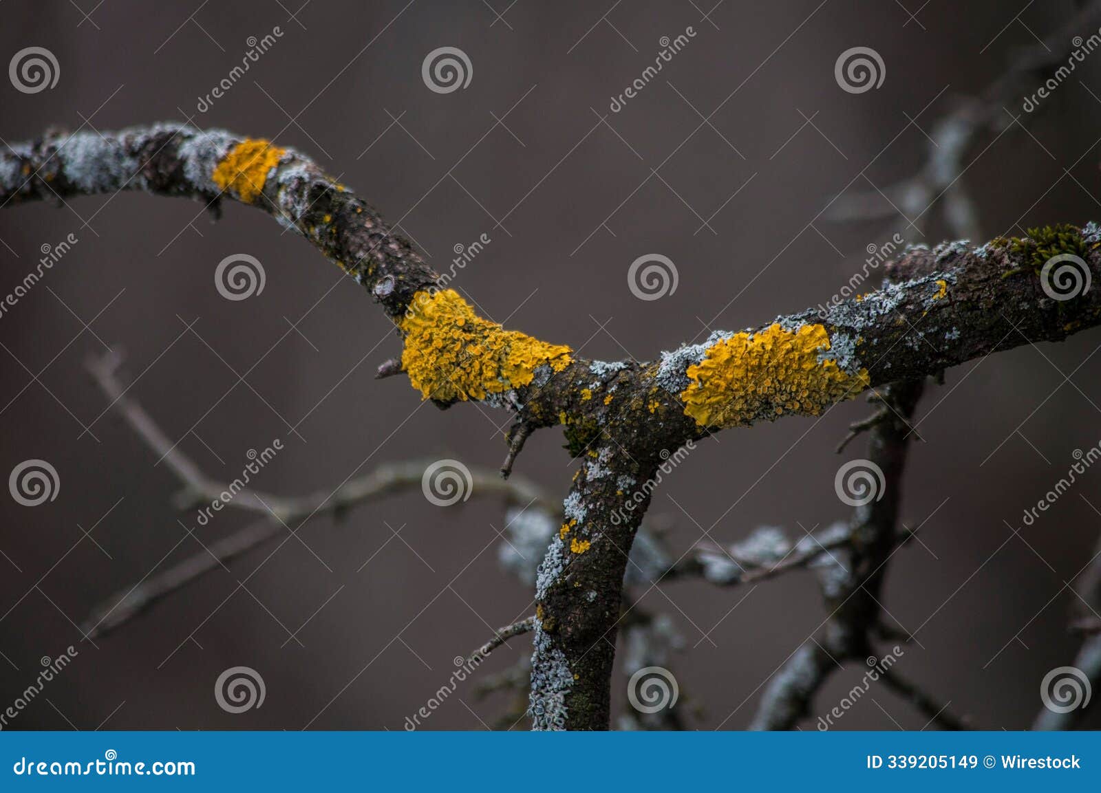 Bare Tree Branch without Leaves with Blur Background Stock Image ...