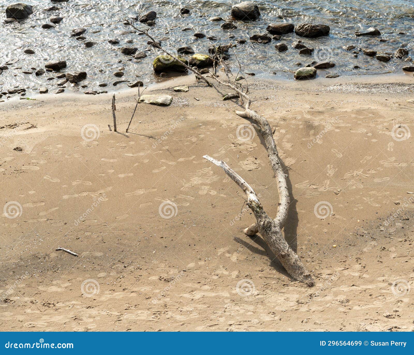 Bare Tree Branch in the Sand on the Coast Stock Image - Image of ...
