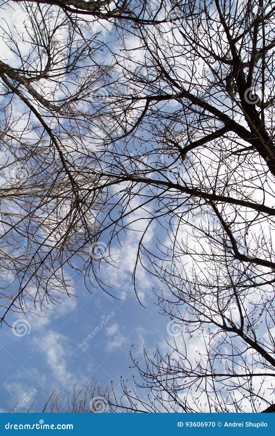 Bare Tree Branches Against the Blue Sky Stock Photo - Image of trunk ...