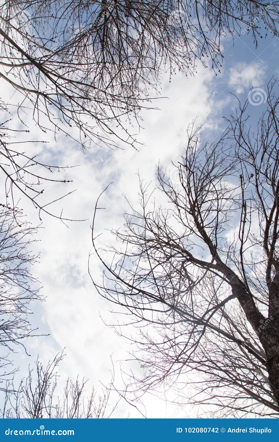 Bare Tree Branches Against the Blue Sky Stock Photo - Image of forestry ...