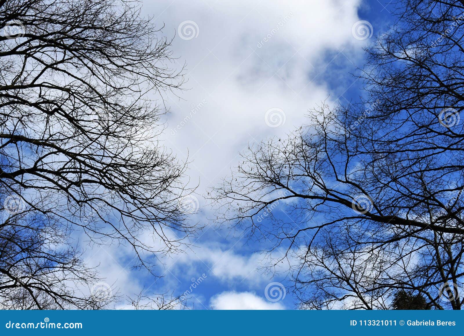 Bare Tree Branches Against Blue Sky Stock Image - Image of forest ...