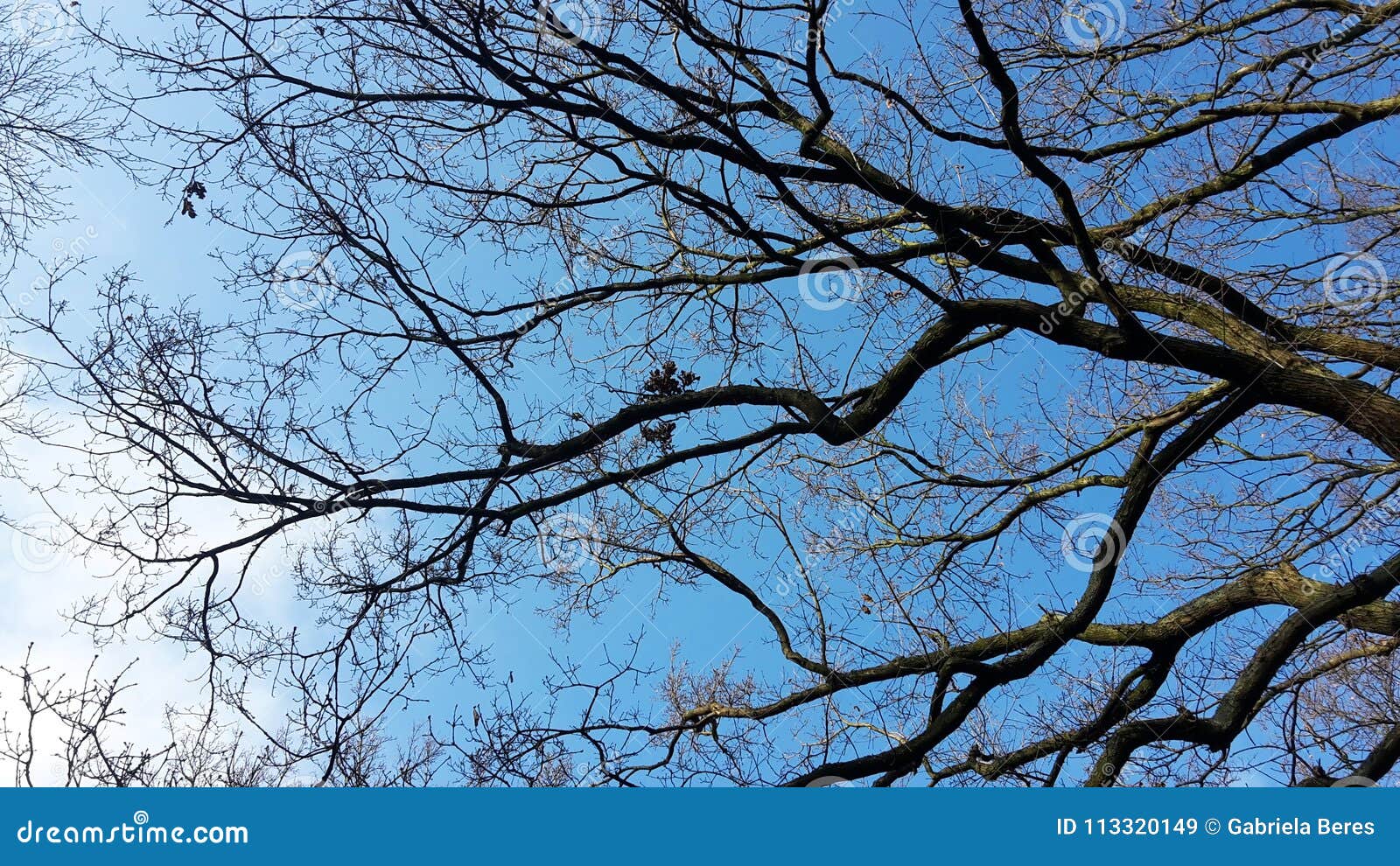 Bare Tree Branches Against Blue Sky Stock Image - Image of trees, tops ...