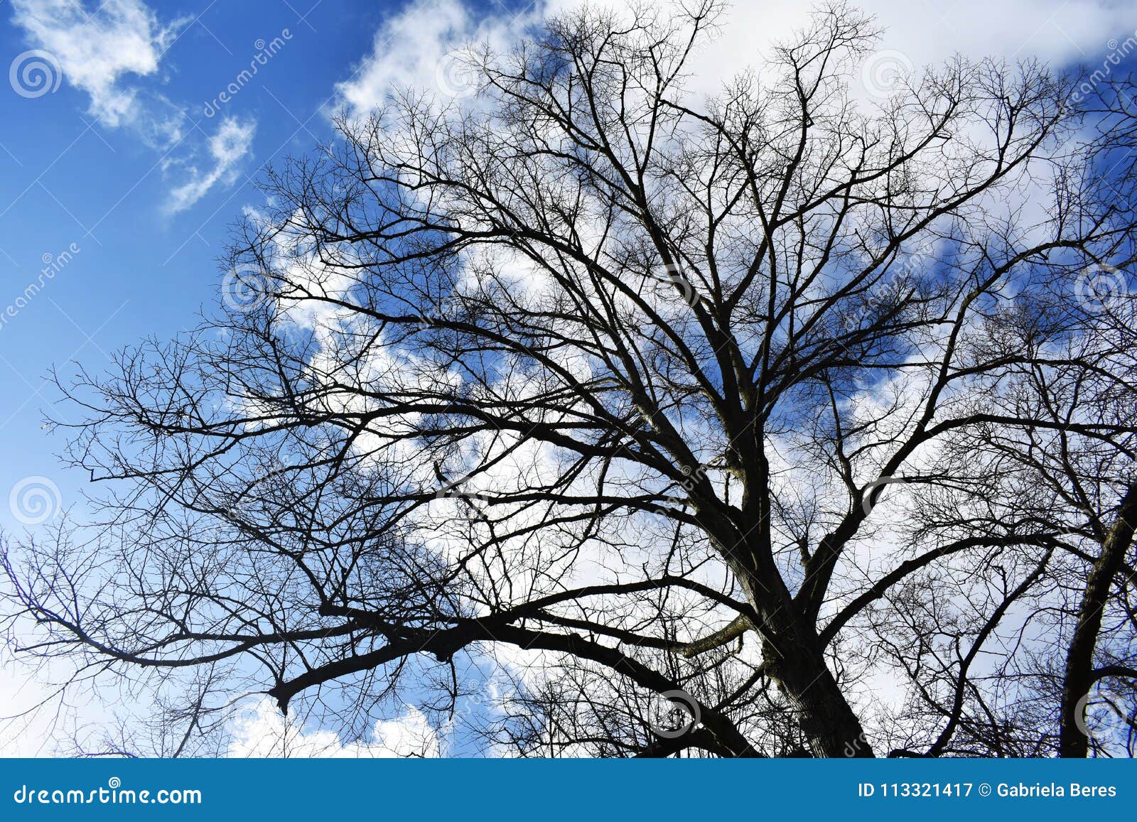 Bare Tree Branches Against Blue Sky Stock Image - Image of tree, spring ...