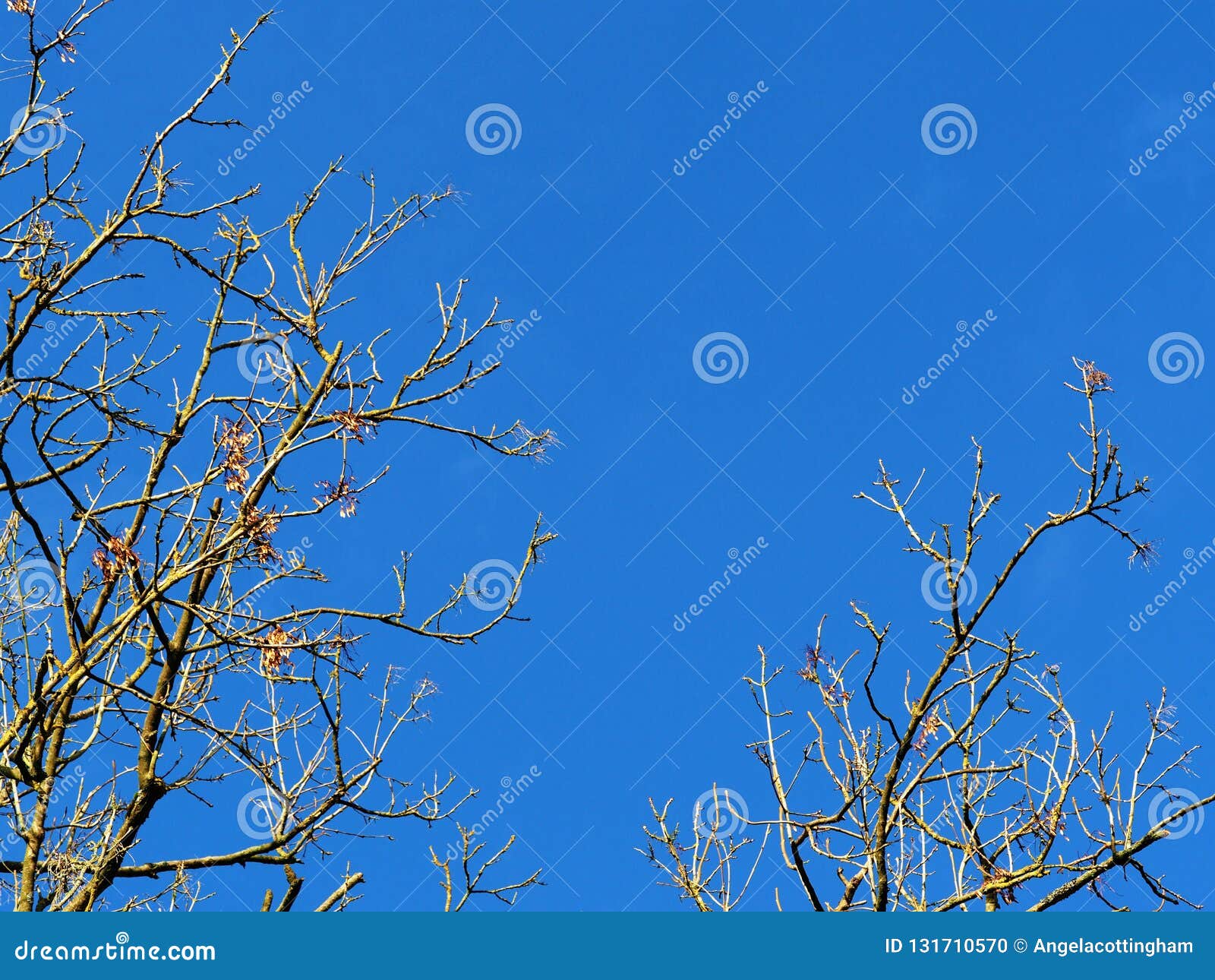 Bare Tree Branches Against a Blue Sky Stock Photo - Image of blue ...