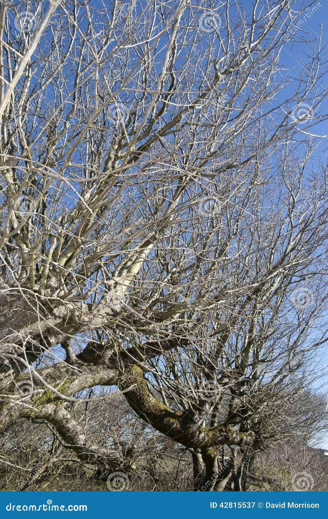 Bare tree branches stock image. Image of fall, abstract - 42815537