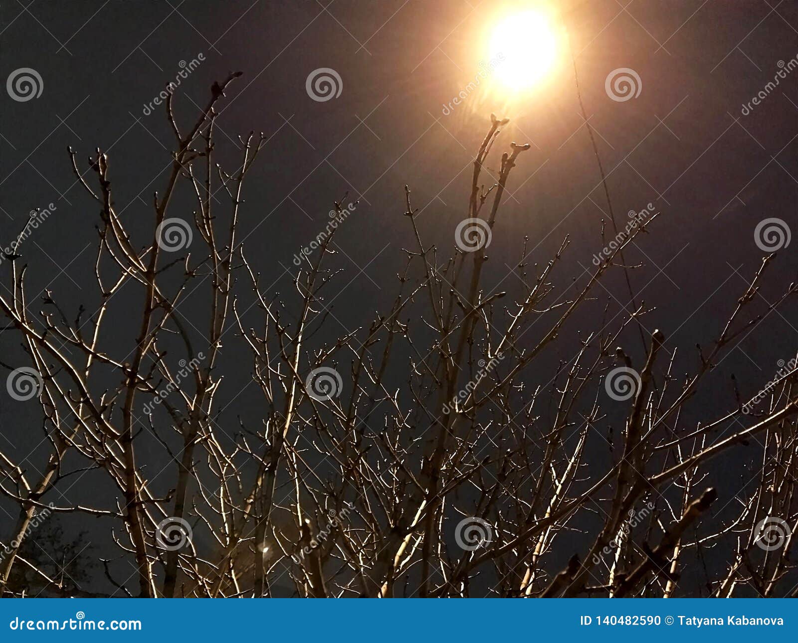 Bare Tree Branches Against the Night Sky. Stock Photo - Image of nature ...