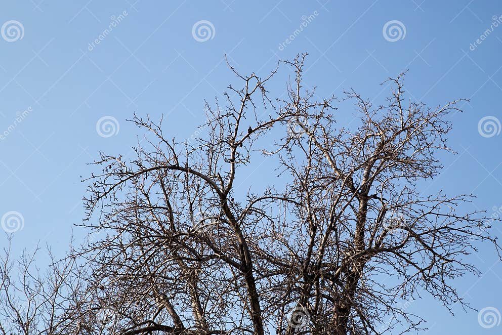 Bare Tree Branches Against the Sky . Stock Image - Image of branch ...