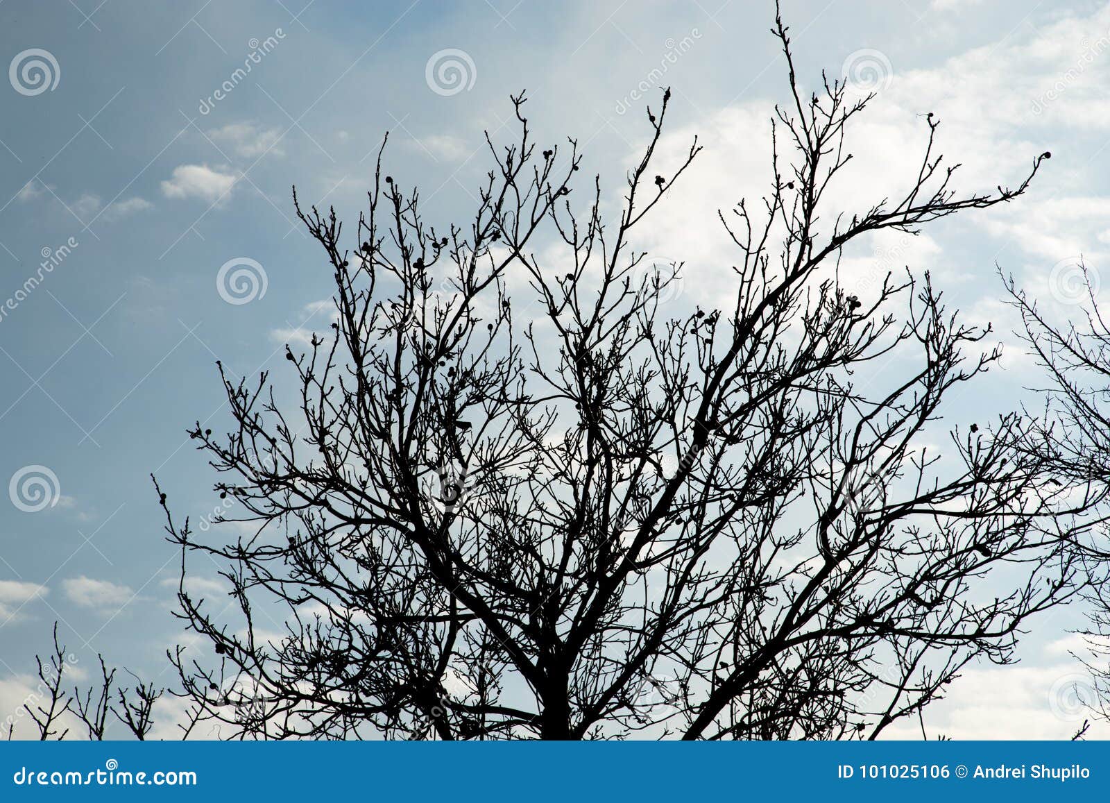 Bare Tree Branches Against the Sky Stock Photo - Image of lawn ...