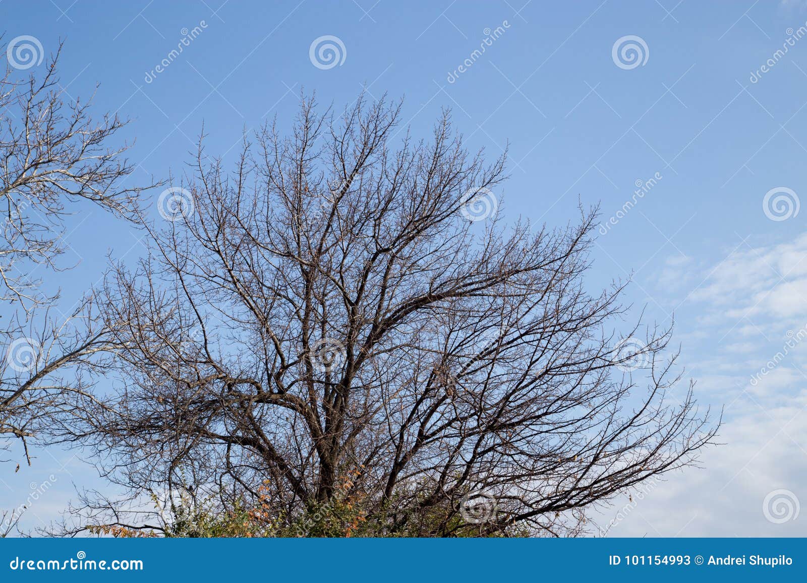 Bare Tree Branches Against the Sky Stock Image - Image of terrain ...
