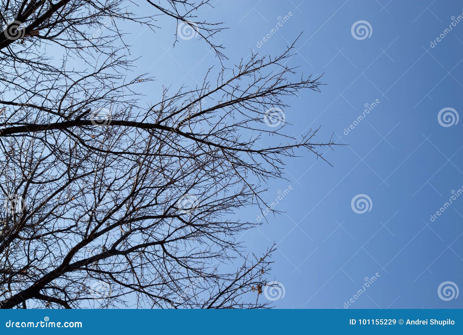 Bare Tree Branches Against the Sky Stock Image - Image of field ...