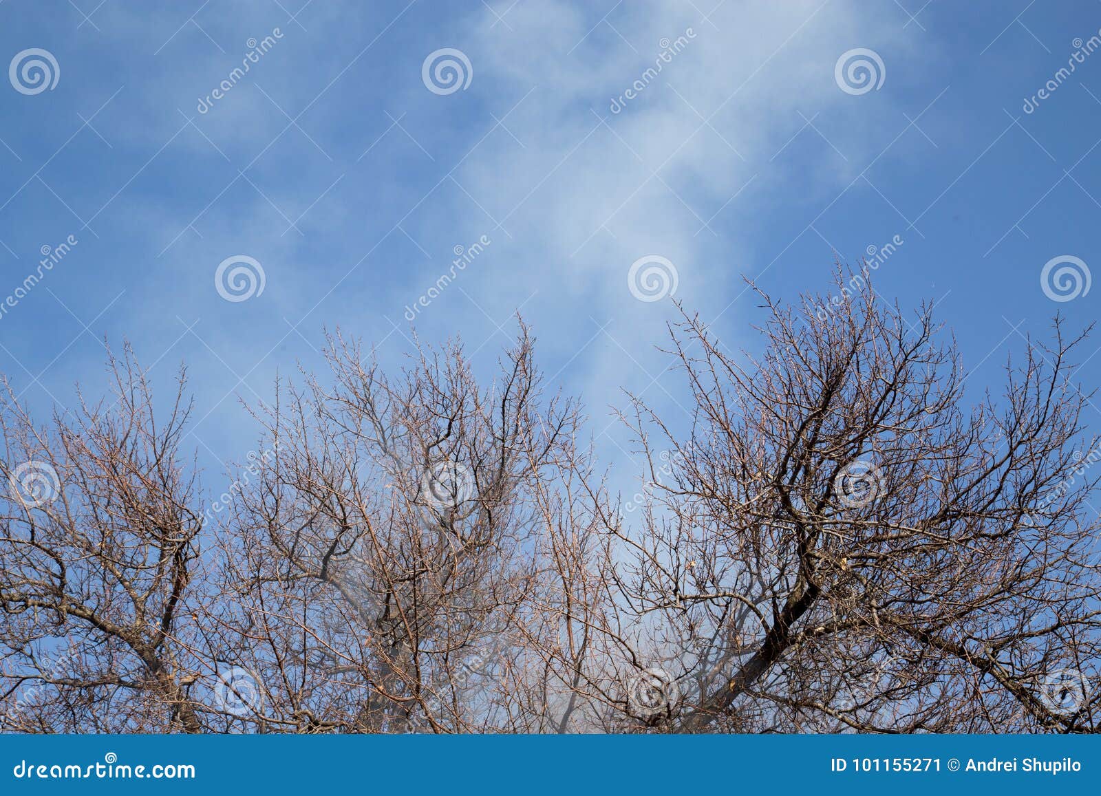 Bare Tree Branches Against the Sky Stock Image - Image of meadow ...