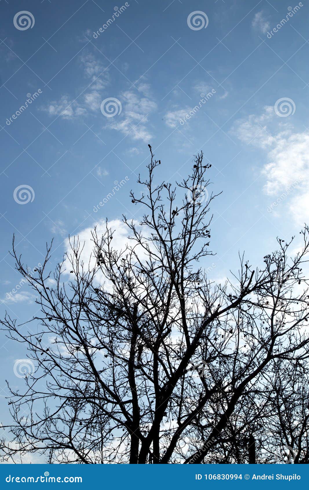 Bare Tree Branches Against the Sky Stock Photo - Image of wood, green ...