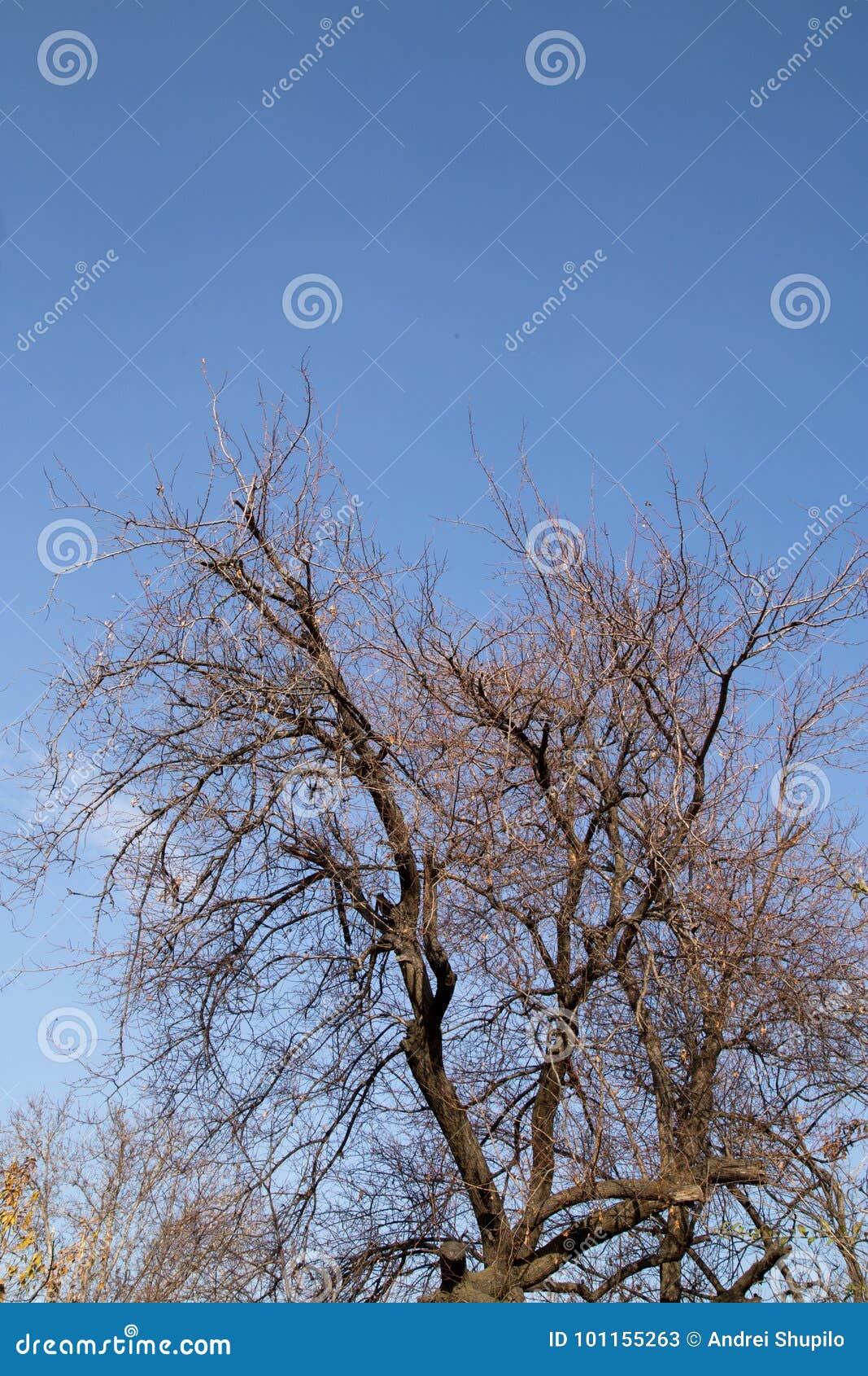 Bare Tree Branches Against the Sky Stock Image - Image of ground ...