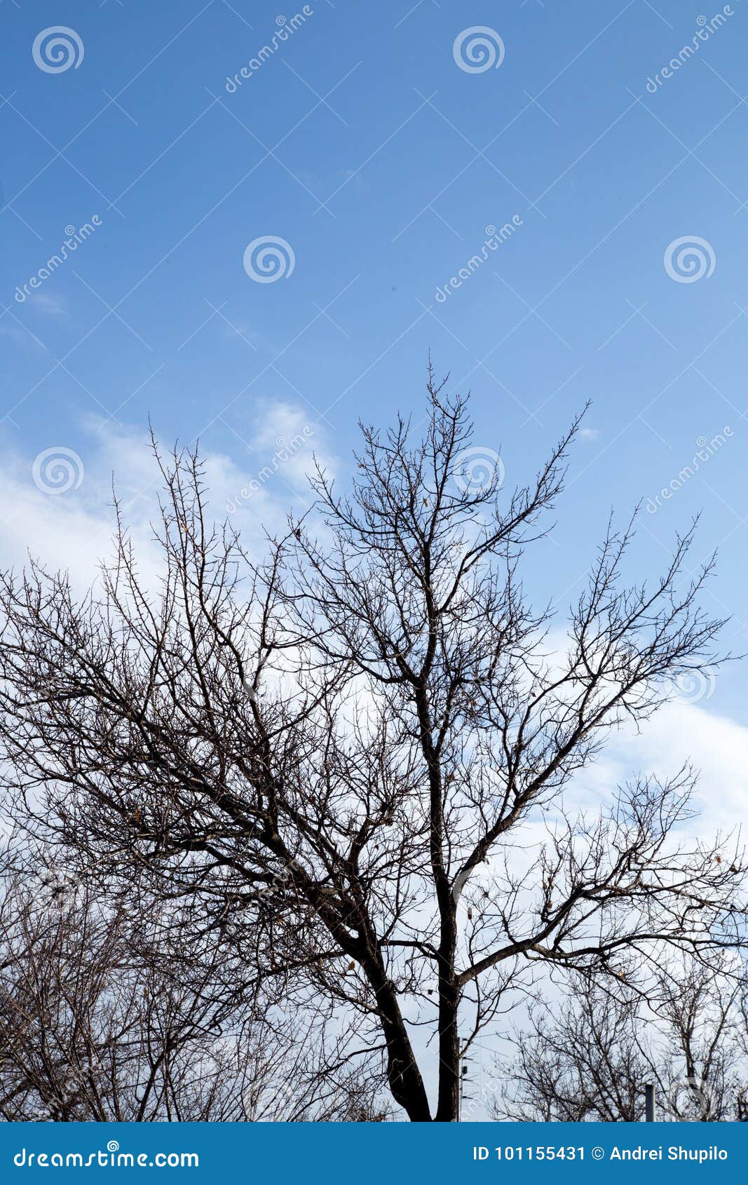 Bare Tree Branches Against the Sky Stock Image - Image of outdoor, wood ...