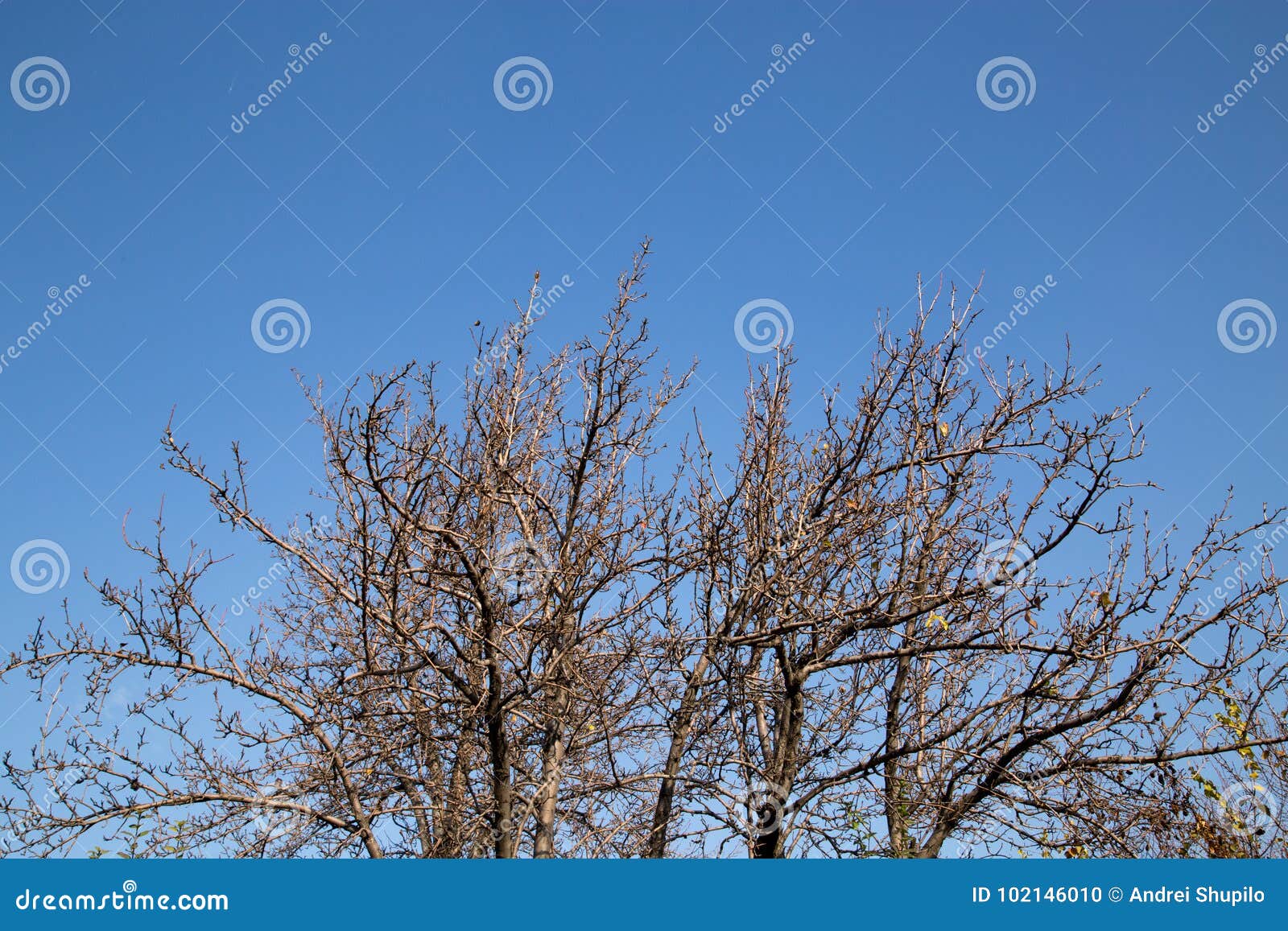 Bare Tree Branches Against the Sky Stock Photo - Image of seasonal ...