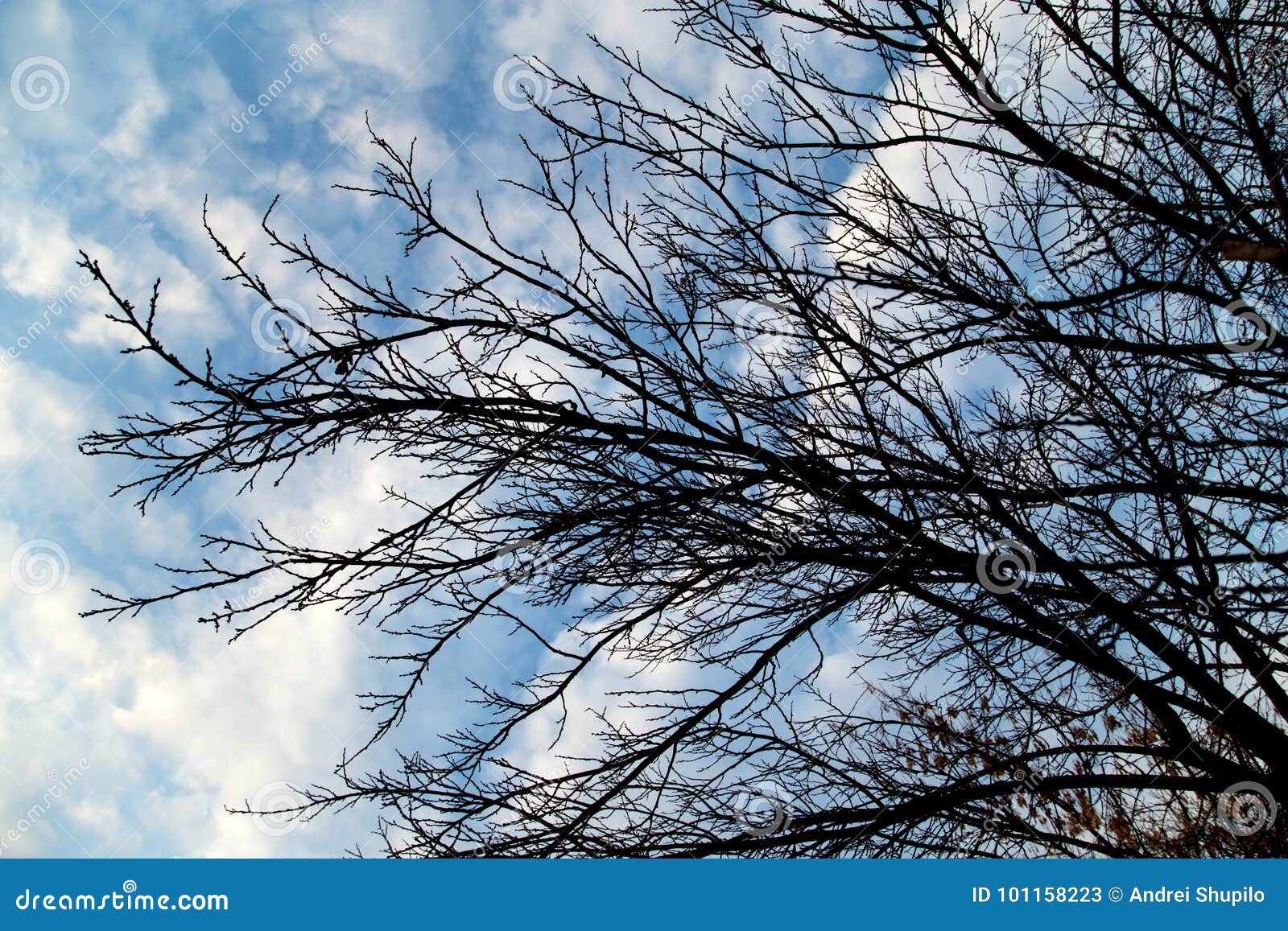 Bare Tree Branches Against the Sky at Sunset Stock Image - Image of ...