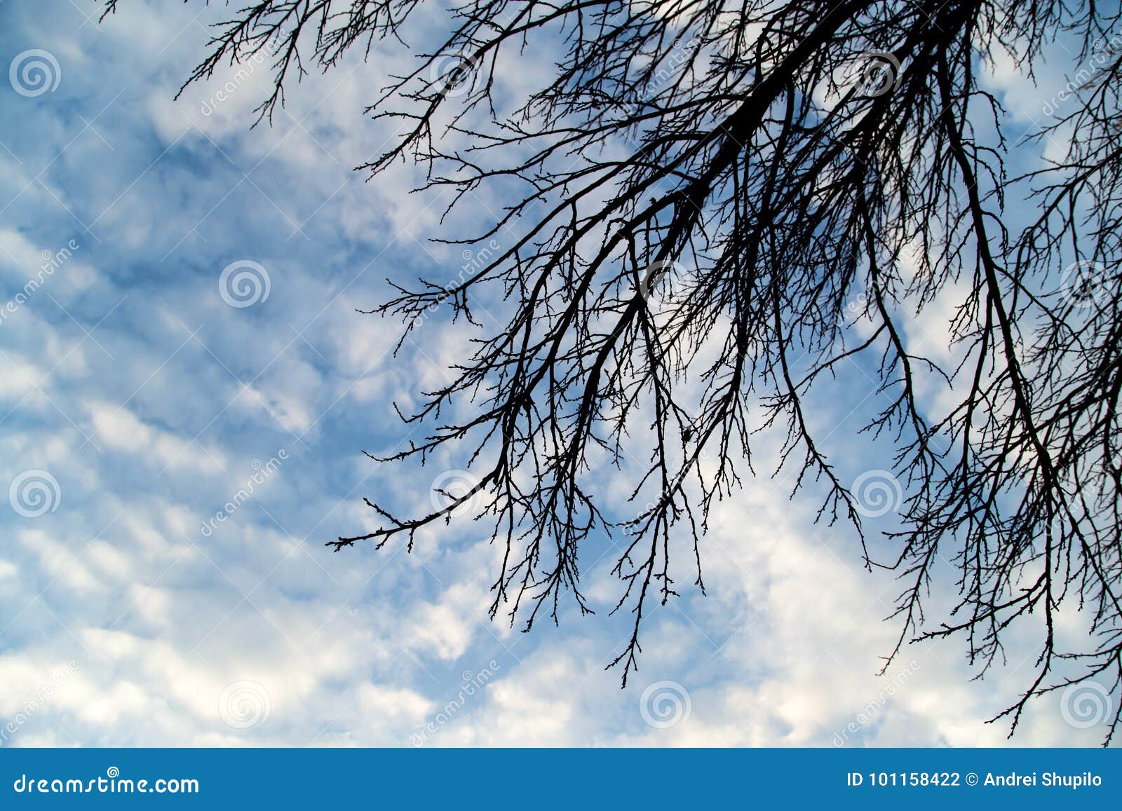 Bare Tree Branches Against the Sky at Sunset Stock Photo - Image of ...