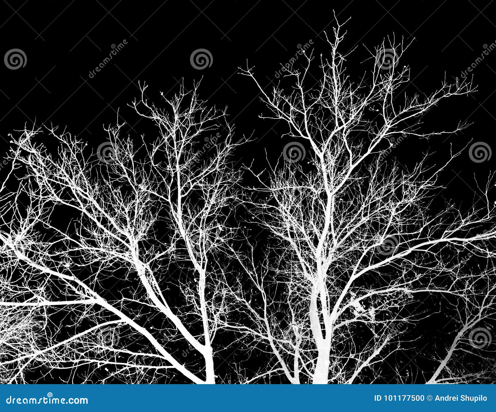 Bare Tree Branches on a Black Background Stock Photo - Image of plant ...