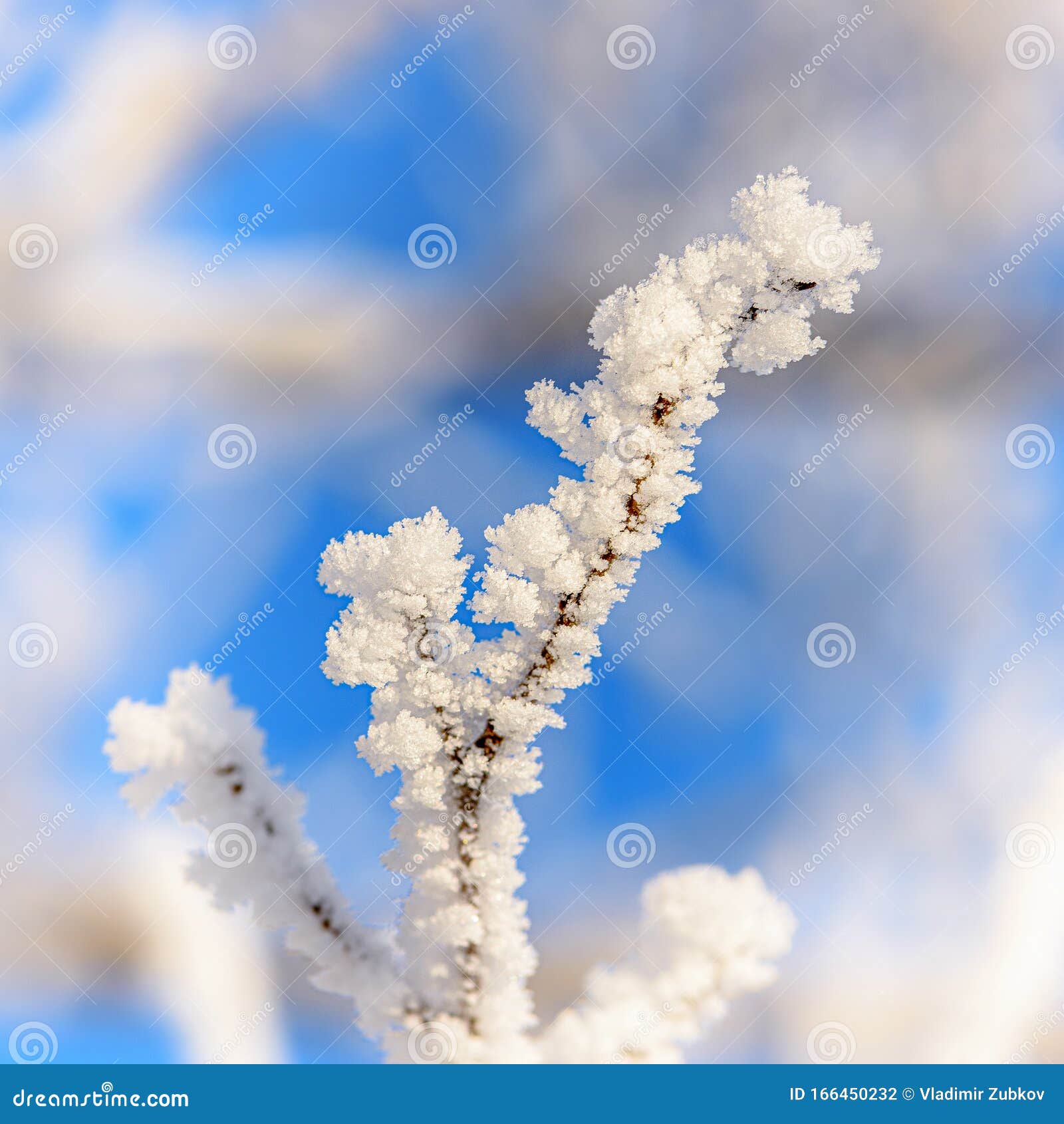 Bare Tree Branches Covered with Frost Stock Photo - Image of frozen ...