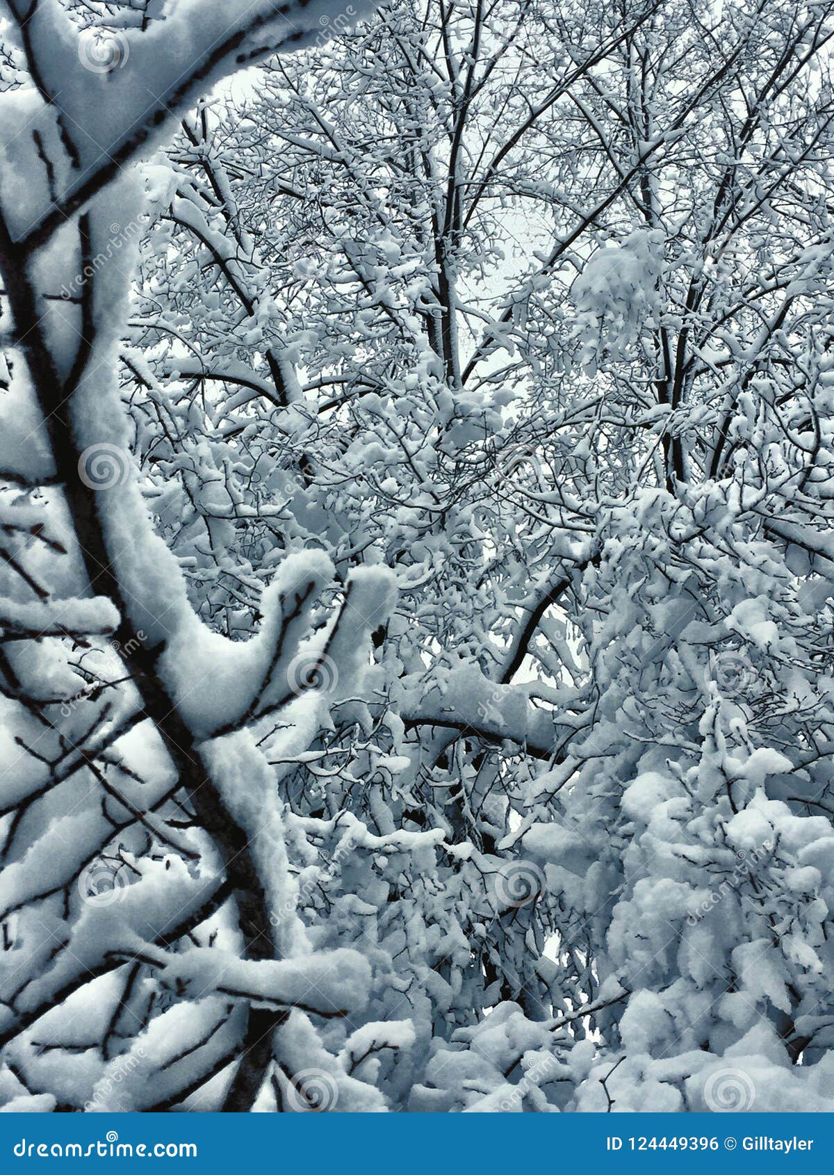 Bare Tree Branches Covered in Snow Stock Photo - Image of storm, nature ...