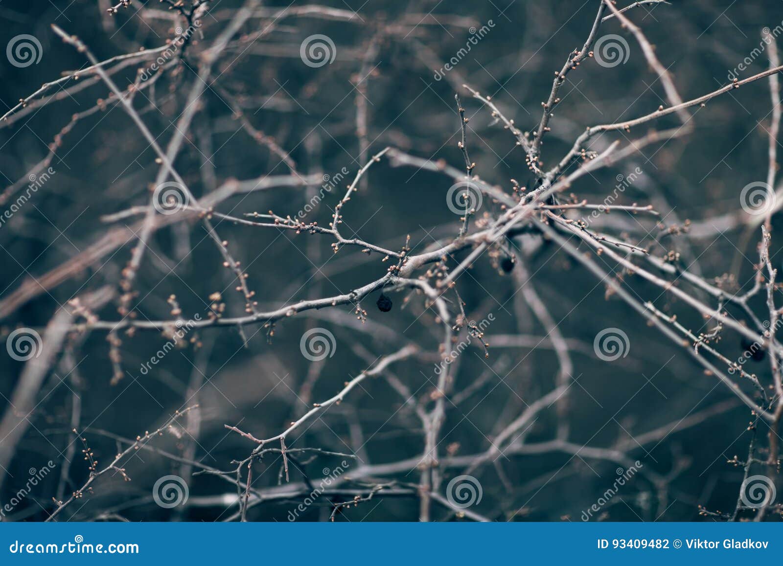 Bare Tree Branches on Dark Background Stock Photo - Image of scenic ...