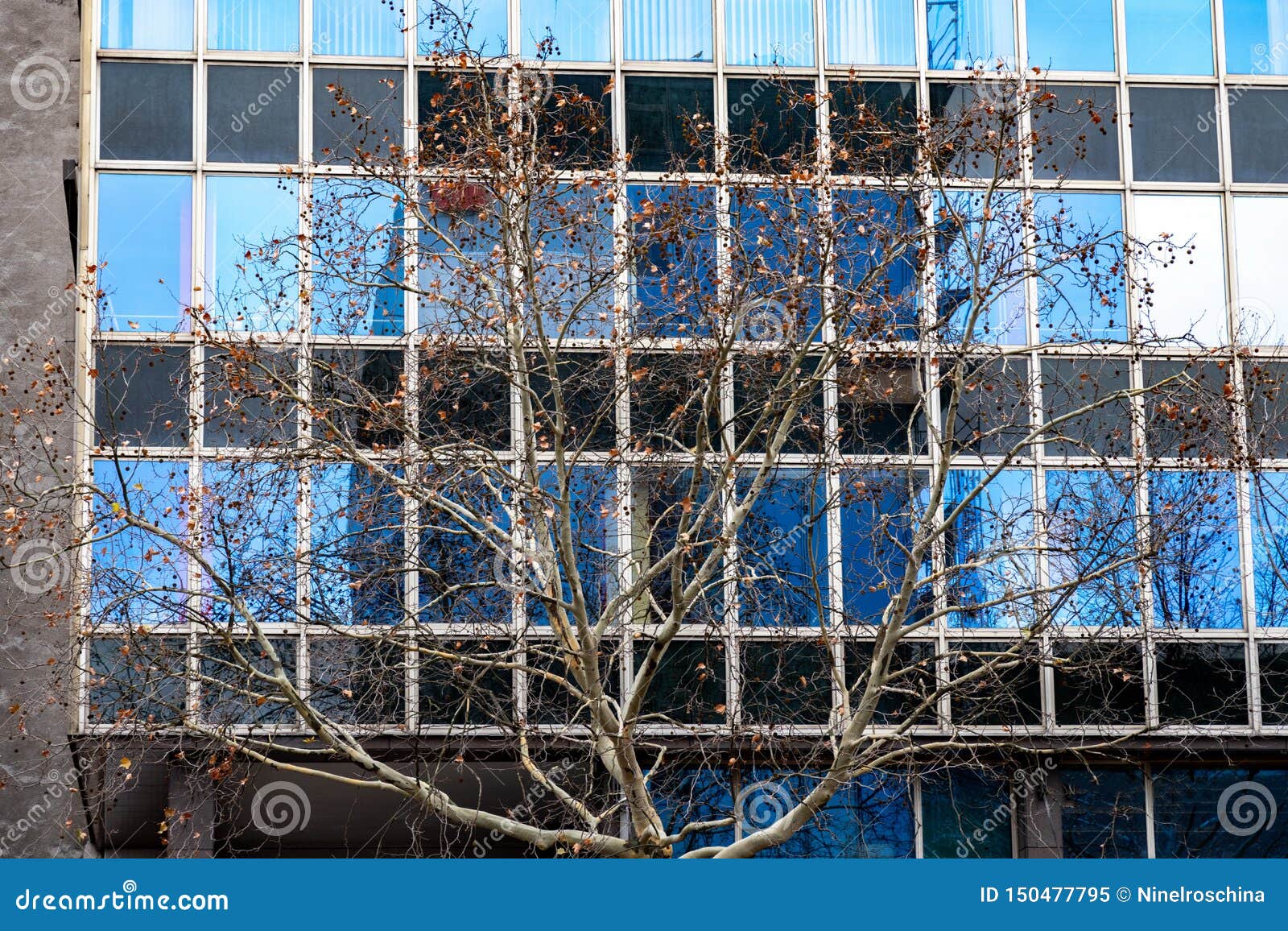 Bare Tree Branches with Dry Brown Leaves on Glazing Wall Background of ...