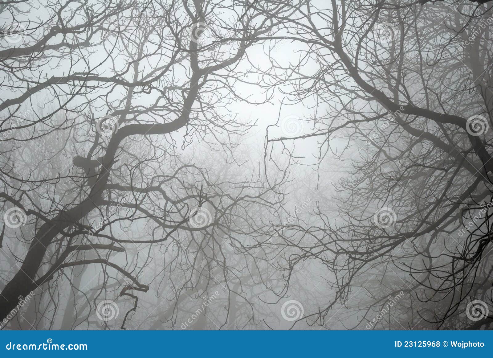 Bare Tree Branches in the Fog Stock Photo - Image of frightening ...