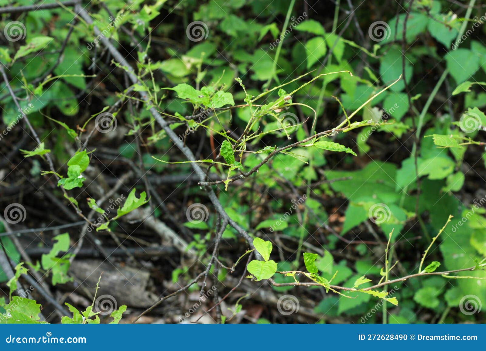 Bare Tree Branches in the Forest, Silkworm Larvae Ate the Leaves Stock ...