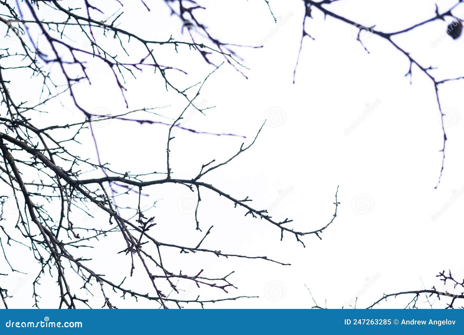 Bare Tree Branches on a Pale White Background Stock Image - Image of ...