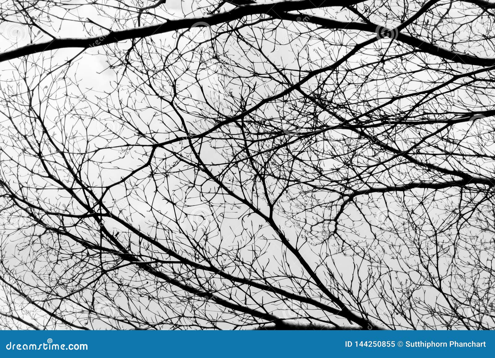 Bare Tree Branches on a Pale White Background - Image Stock Image ...