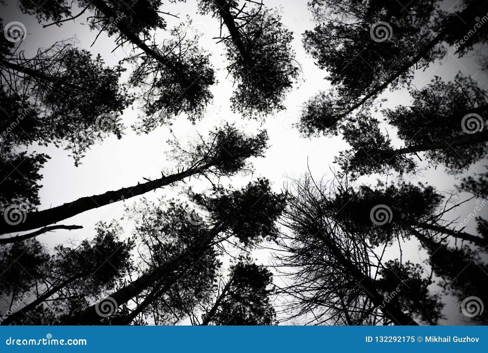 Bare Tree Branches on a Pale White Background Stock Image - Image of ...