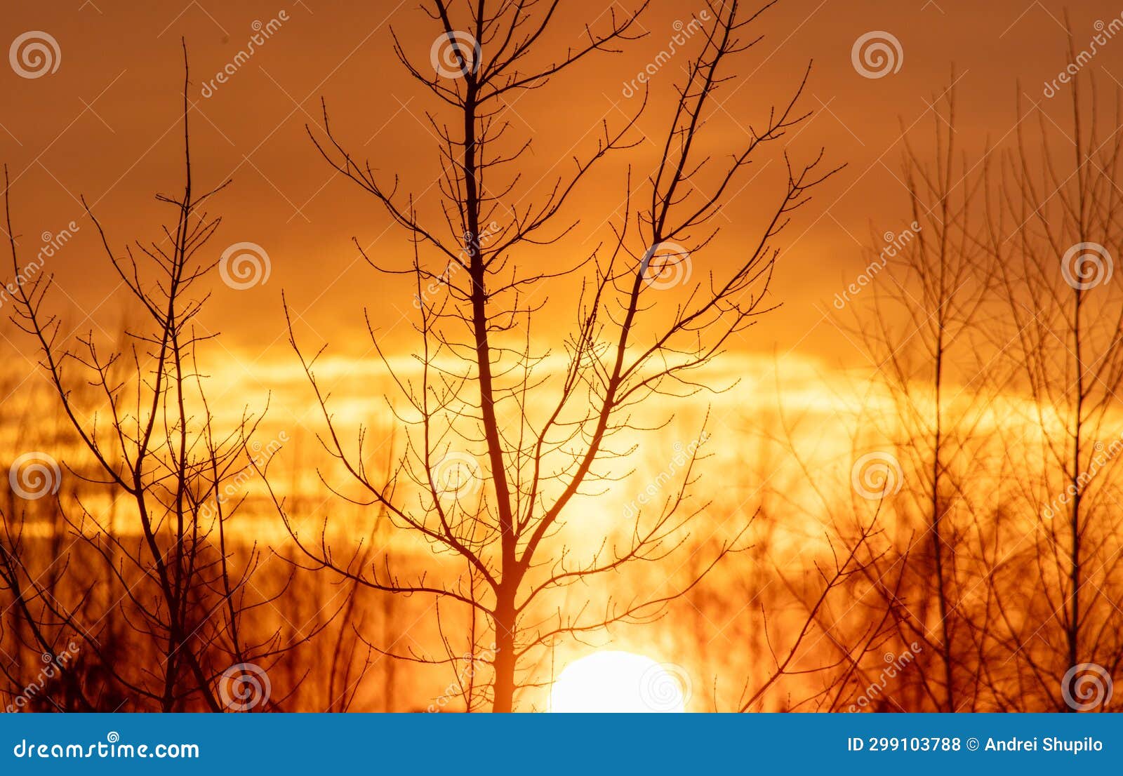 Bare Tree Branches at Sunset in Winter Stock Photo - Image of outdoor ...