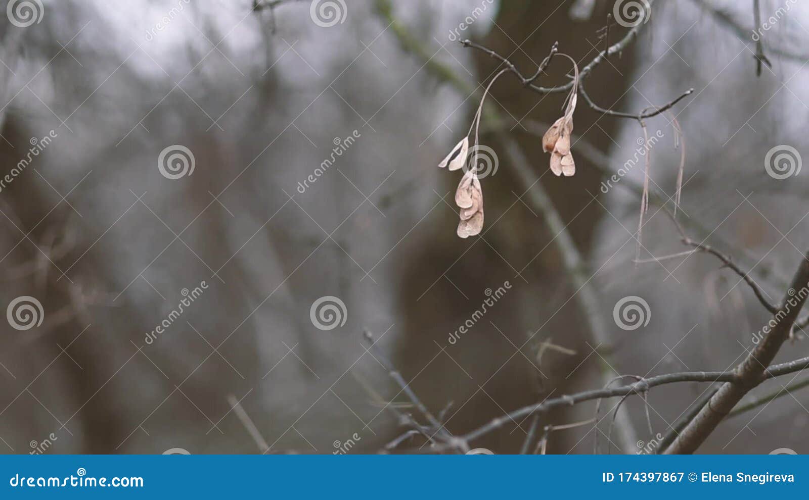 Bare Tree Branches Swaying in the Wind Stock Video - Video of weather ...