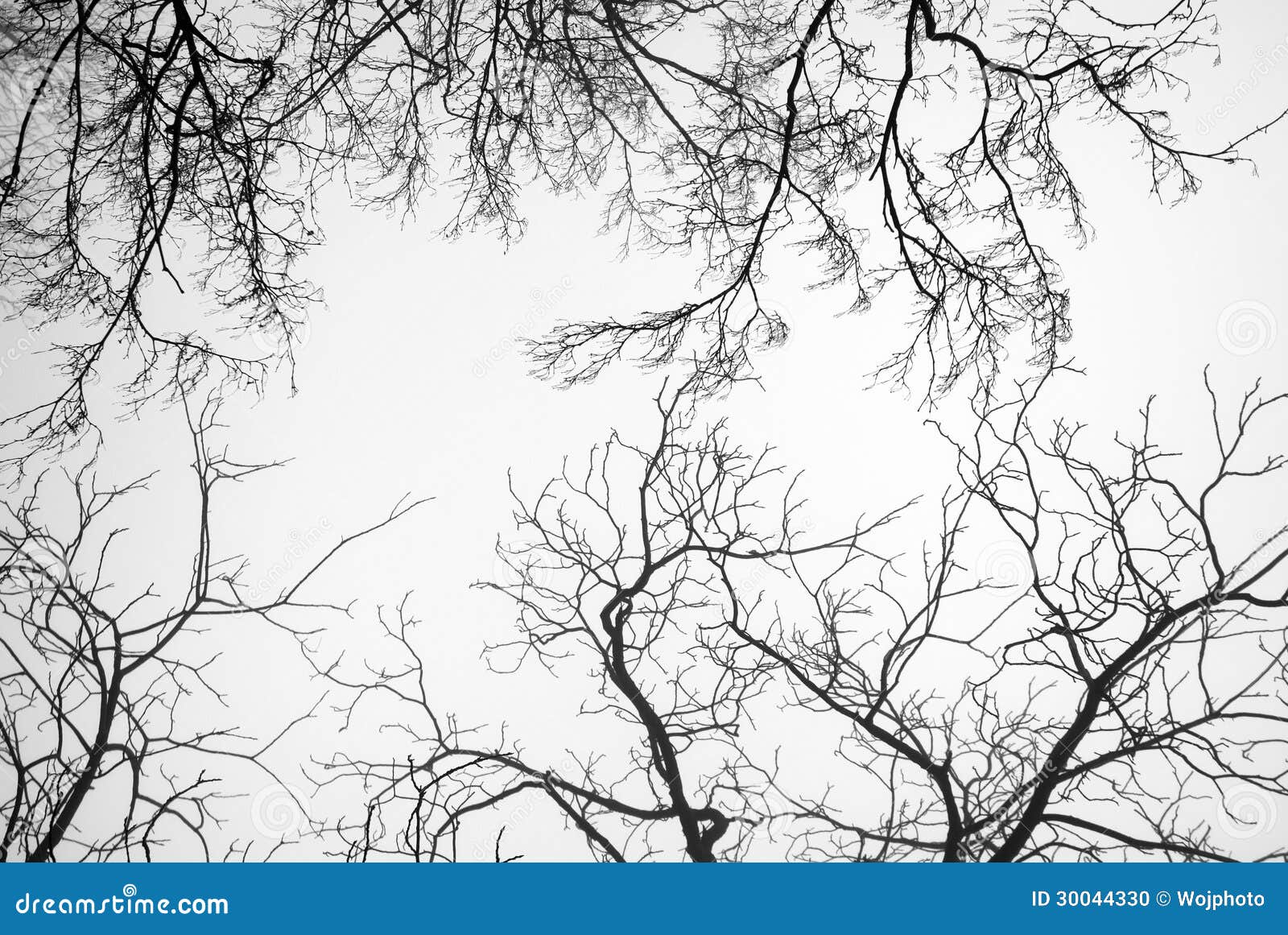 Tree Branches With The Blue Sky In The Background Royalty-Free Stock ...