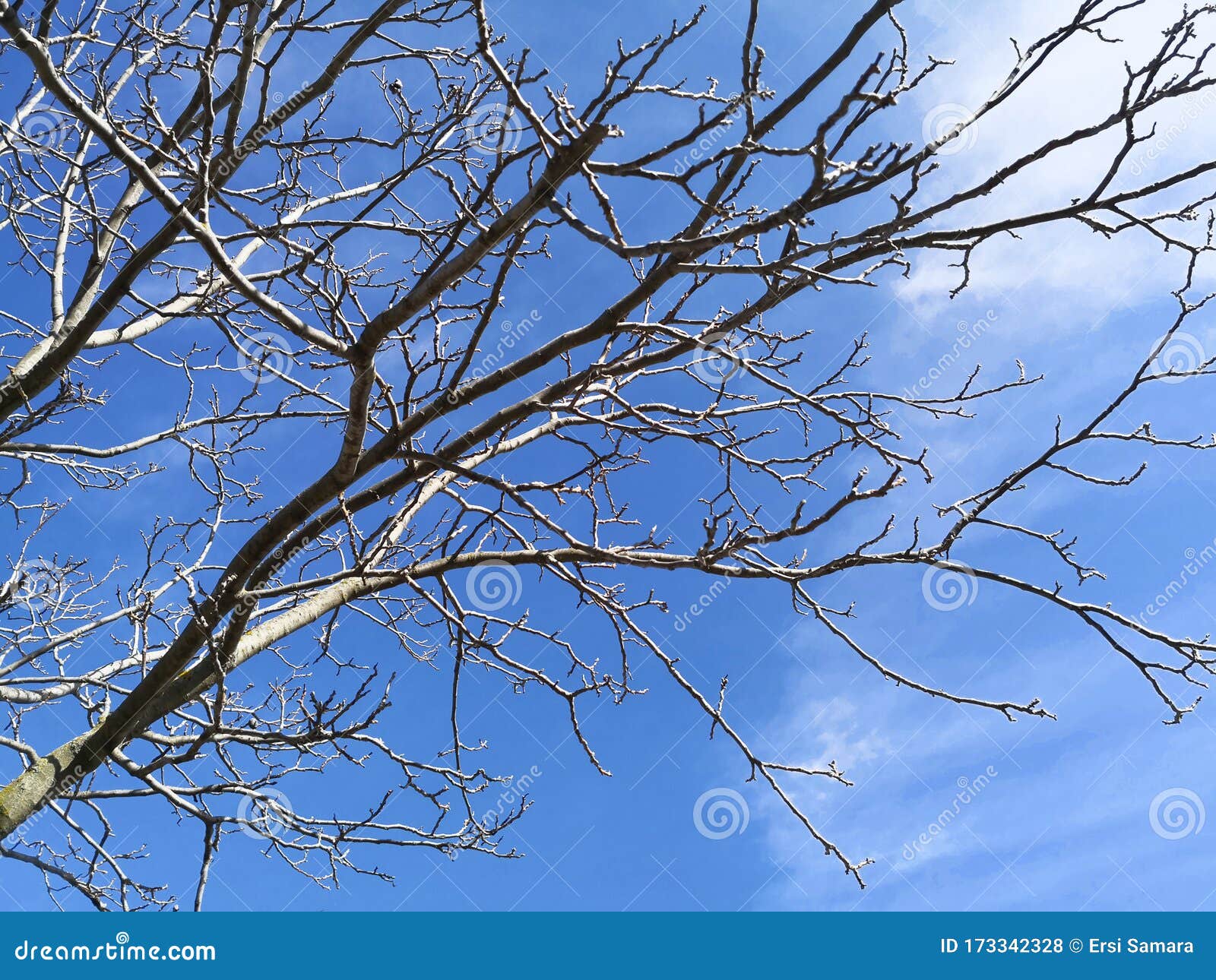 Bare Tree Branches White Poplar Silver Poplar Blue Sky Bright Light ...